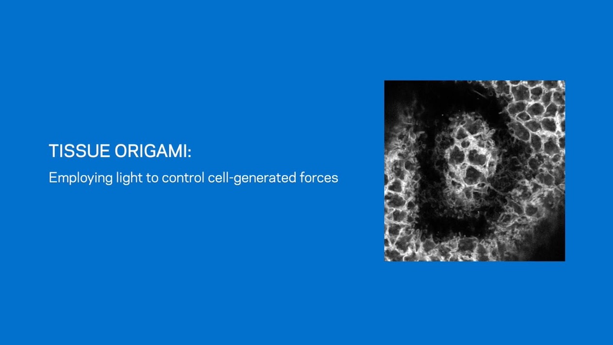 Tissue Origami: Using Light to Study and Control Tissue Folding ...