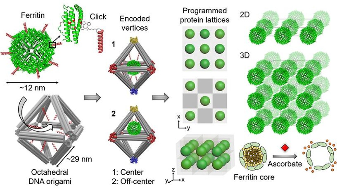 Putting Functional Proteins in Their Place | Columbia Engineering